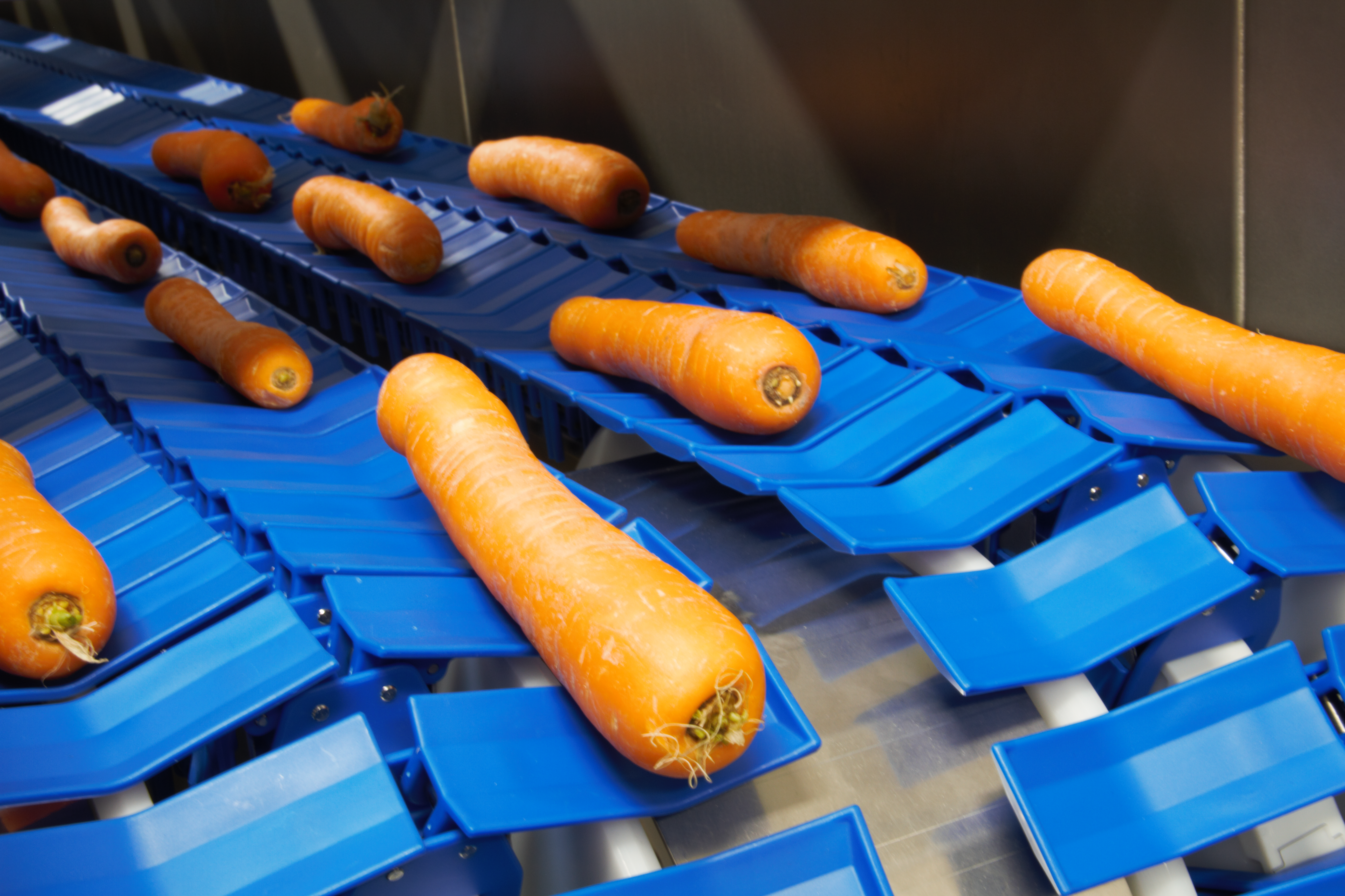 Maximize Efficiency in Carrot Sorting with the Newtec Celox-C-UHD